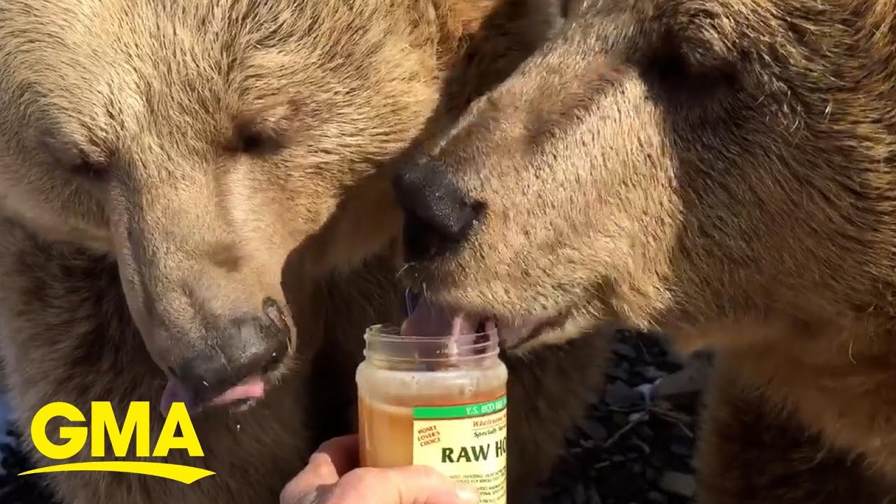 Do bears really love honey? New York sanctuary puts sweet treat to the ...