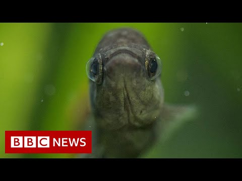 How the Tequila fish became 'un-extinct' - BBC News - The Global Herald