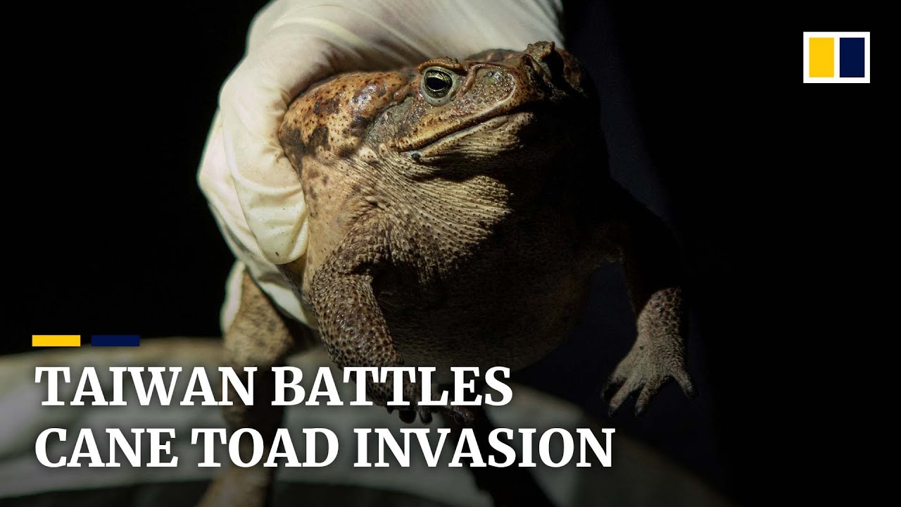 Cane toad find in Taiwan sparks race to control spread of one of world ...