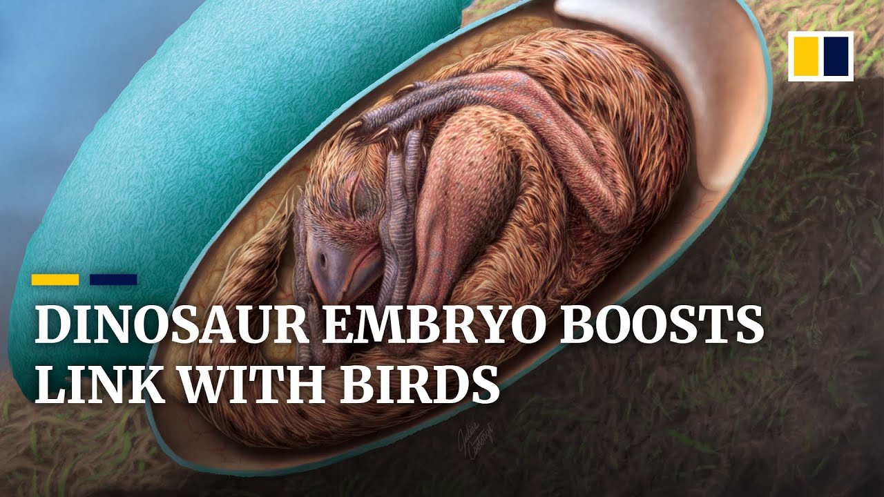 Dinosaur fetus’ position inside Chinese egg fossil supports ancestral ...