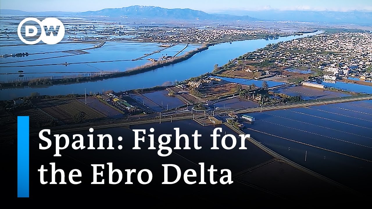 In Spain's Ebro Delta: Rice farmers fear losing their fields due to ...
