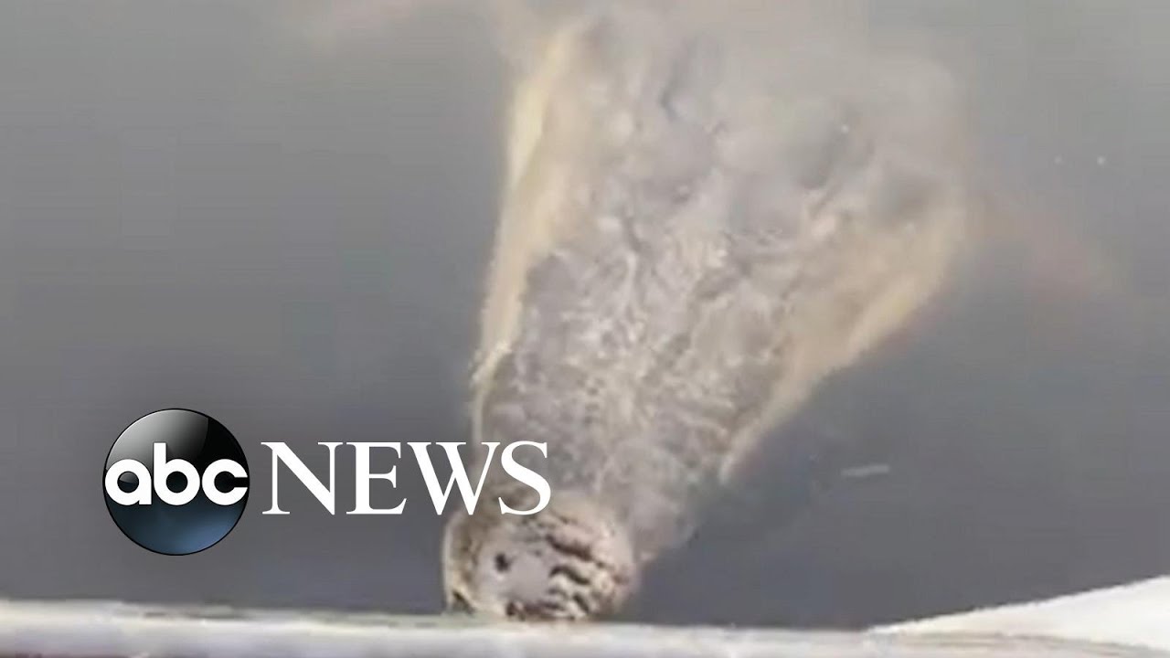 Woman gets a fright when a crocodile lunges at boat - The Global Herald