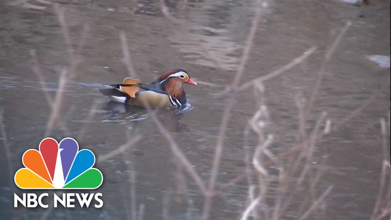 Rare Bird From Asia Spotted In Kansas Park - The Global Herald