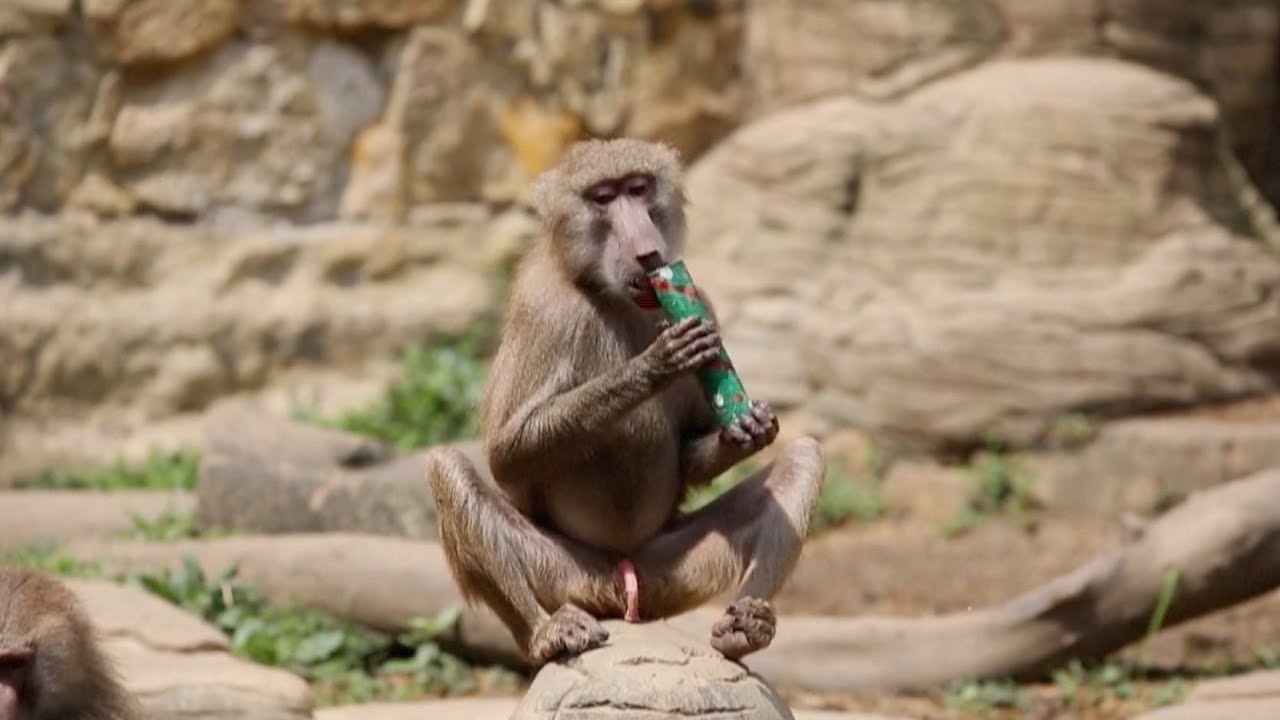 Animals in Colombian zoo get favorite food as Christmas gift - The ...