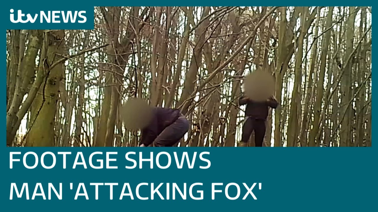 Secretly filmed footage shows man in Essex 'attacking a fox with garden ...