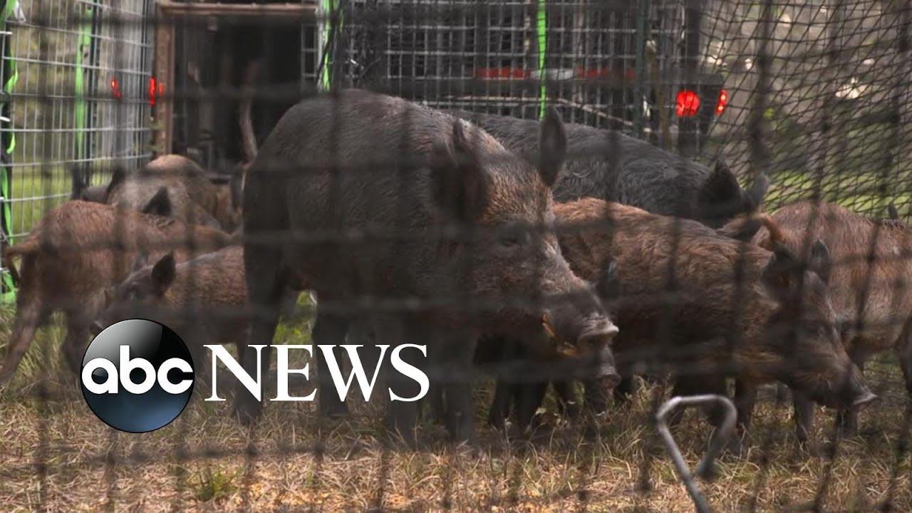 For the past 5 years, feral hogs are overwhelming America’s Texas ...