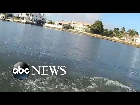 Ensnared Dolphin Rescued By Florida Police Officer The Global Herald