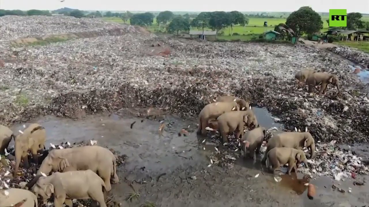 Elephants Feast at Deadly Plastic Dump - The Global Herald