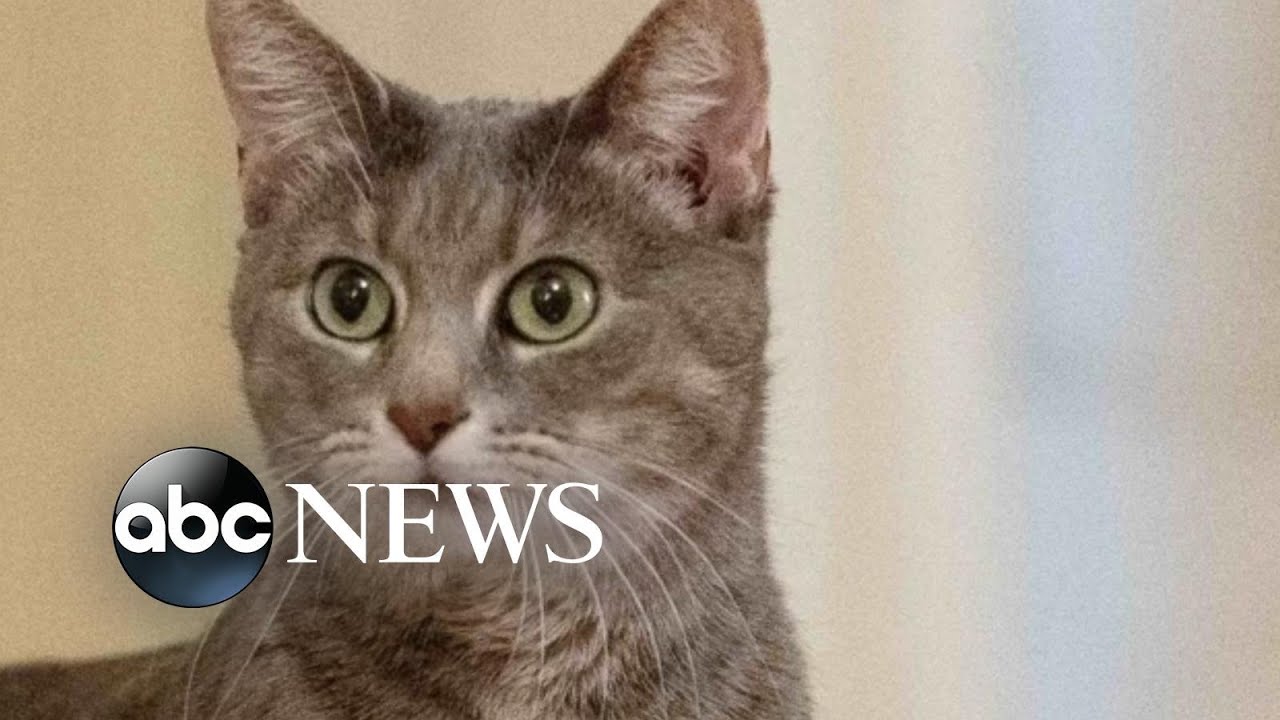 The Bidens welcome Willow the cat to White House l ABC News - The ...