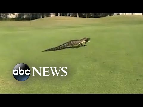 Alligator with fish in mouth interrupts golfers' game in Florida - The ...