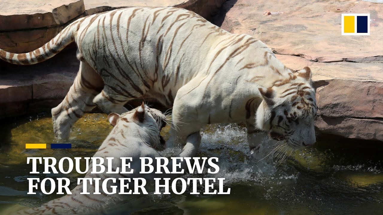 Critics slam China’s new tiger hotel, where guests can see a tiger from ...