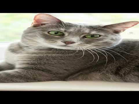 The Bidens welcome Willow the cat to White House - The Global Herald