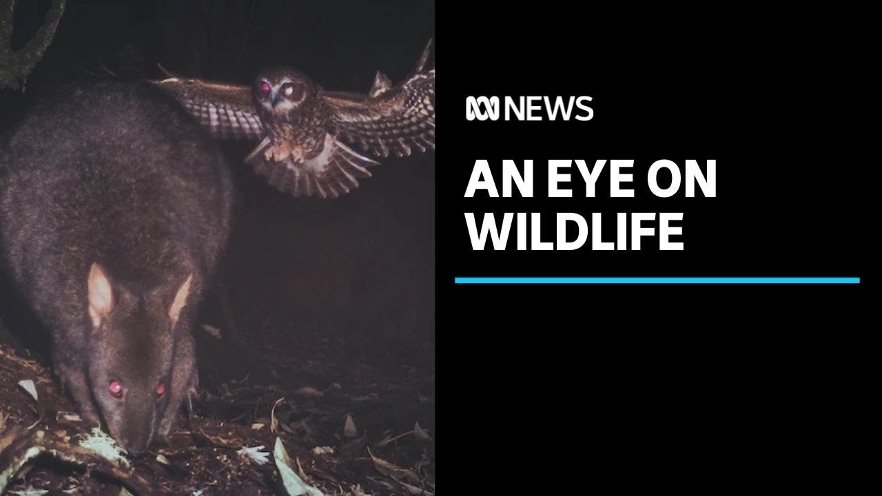 Camera network reveals secret life of native animals — and their feral ...
