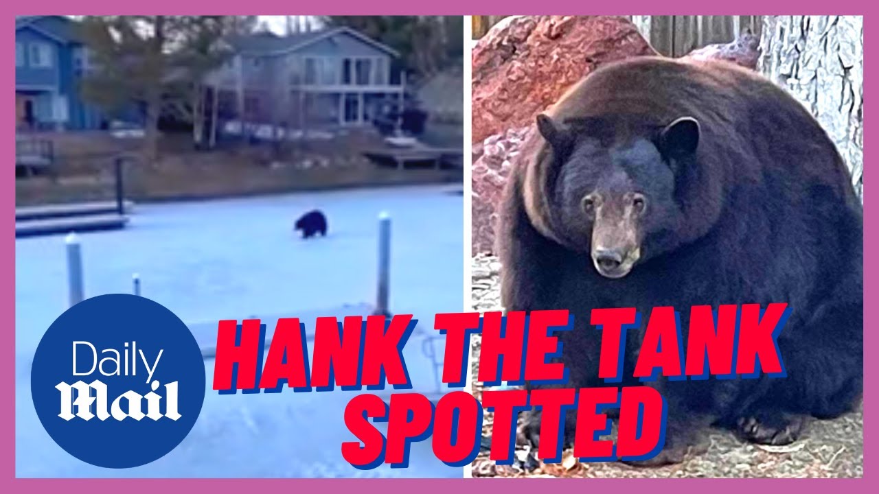 Hank the Tank: Massive bear startles family in their hot tub - The ...