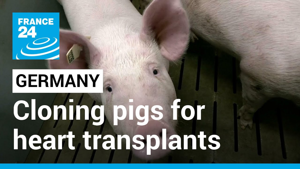 Inside the German lab cloning pigs for human heart transplants • FRANCE ...