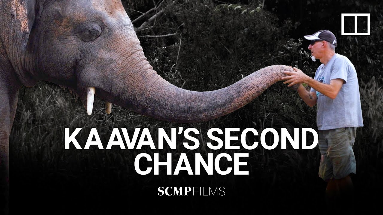 'Happy to be where he is': Kaavan the elephant's new lease on life in ...