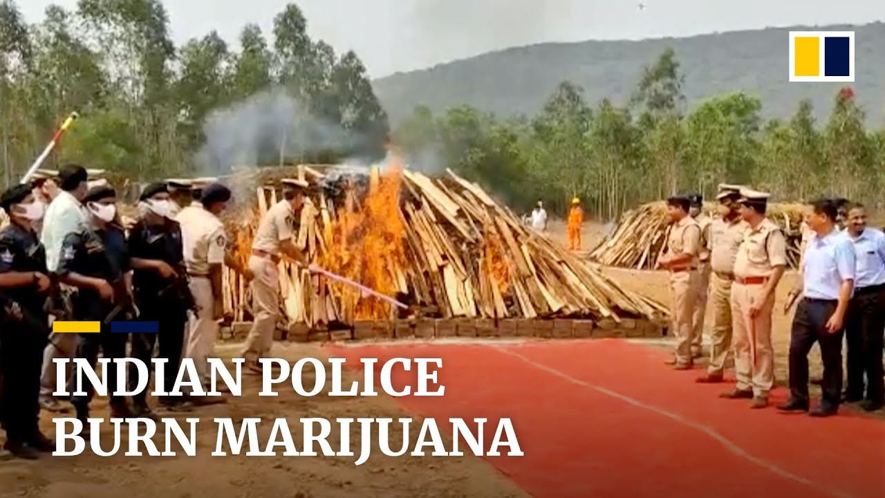 Police in India burn 200 tonnes of marijuana - The Global Herald