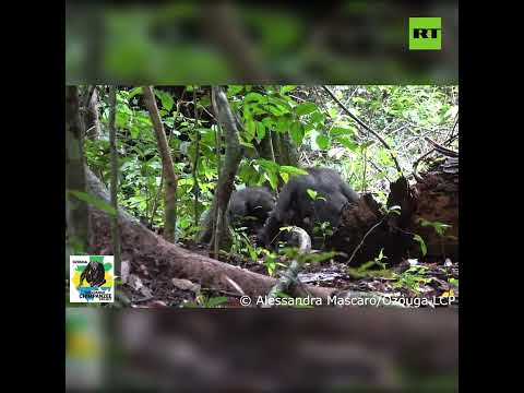 Researchers Observe Monkey Administering Medical Aid In Apparent World ...