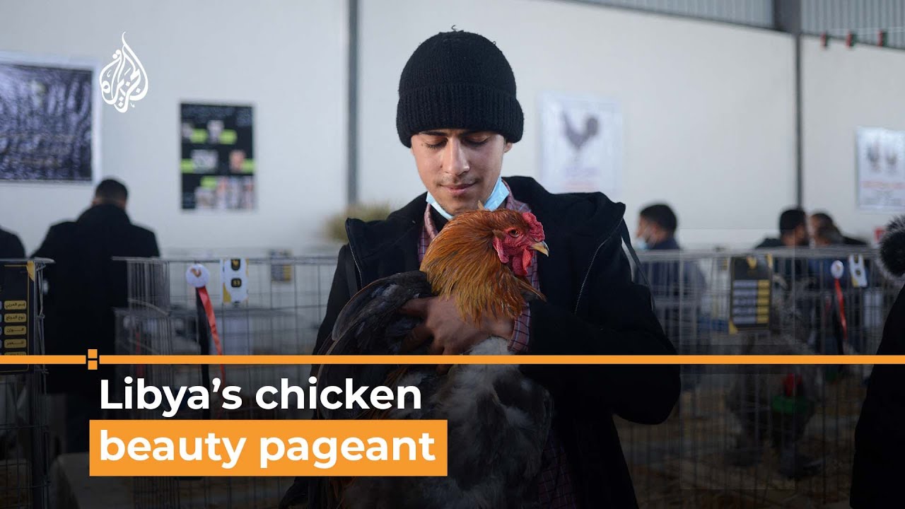 Inside Libya’s first-ever chicken beauty pageant - The Global Herald