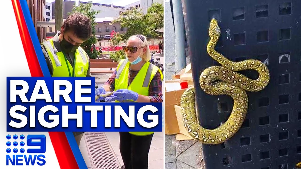 Pet diamond python found hiding inside Sydney bin | 9 News Australia ...