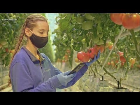 AppHarvest CEO details how company uses tech for farming indoors - The ...