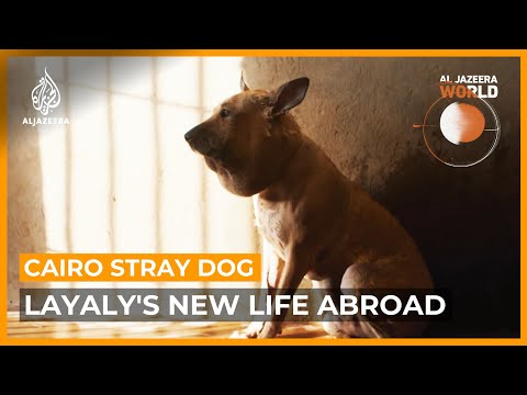 How a Cairo stray dog embarks on a new life abroad | Documentary | Al ...