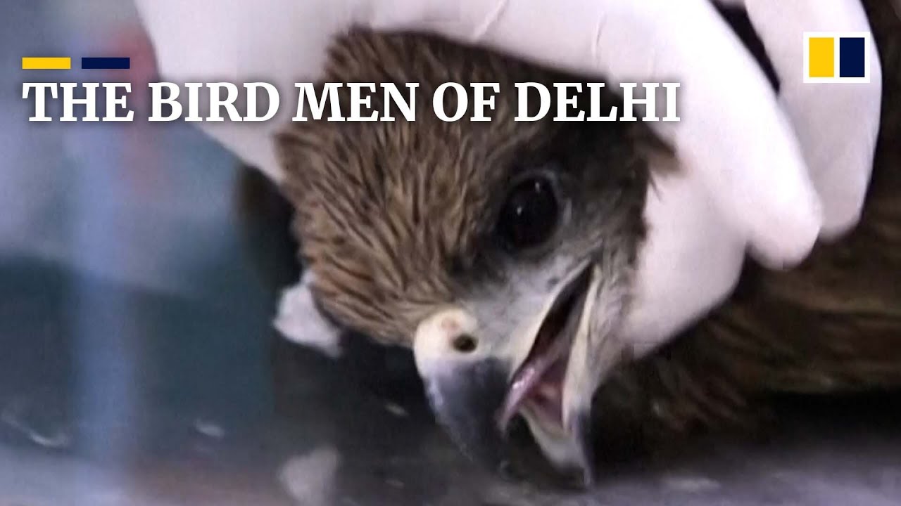 Indian bird rescue team saves sparrows, black kites and eagles from ...