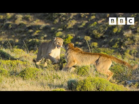Puma mothers in savage battle | Dynasties II - BBC - The Global Herald