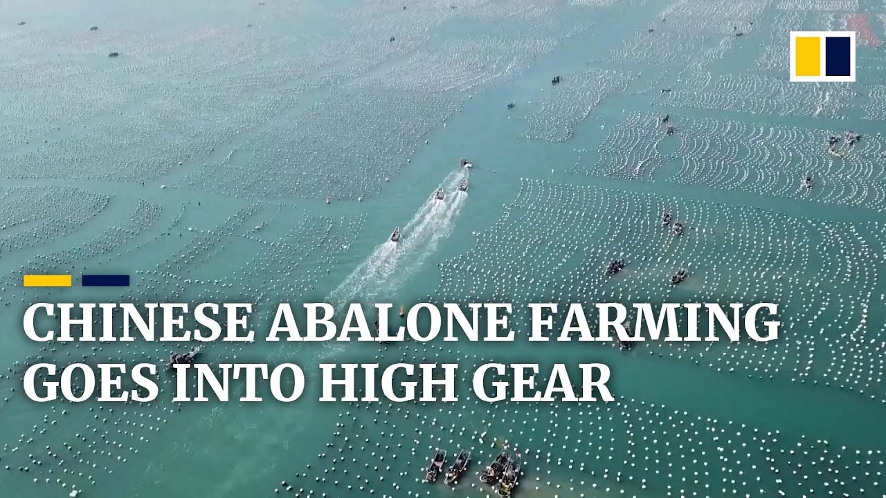 China’s abalone farming in Fujian province goes into high gear with ...