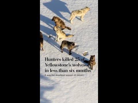 Hunters killed 25 of Yellowstone’s wolves in less than six months. It ...