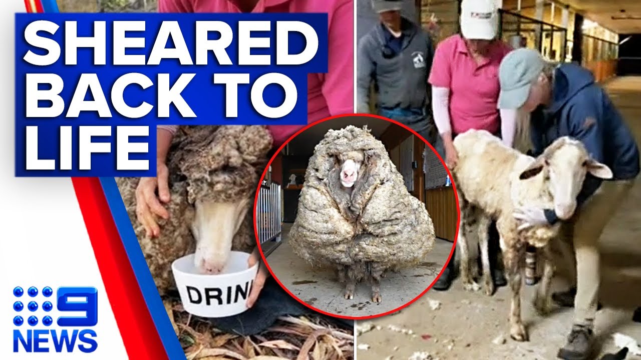 Over 40 kilograms of wool sheared off overgrown sheep in Victoria | 9 ...
