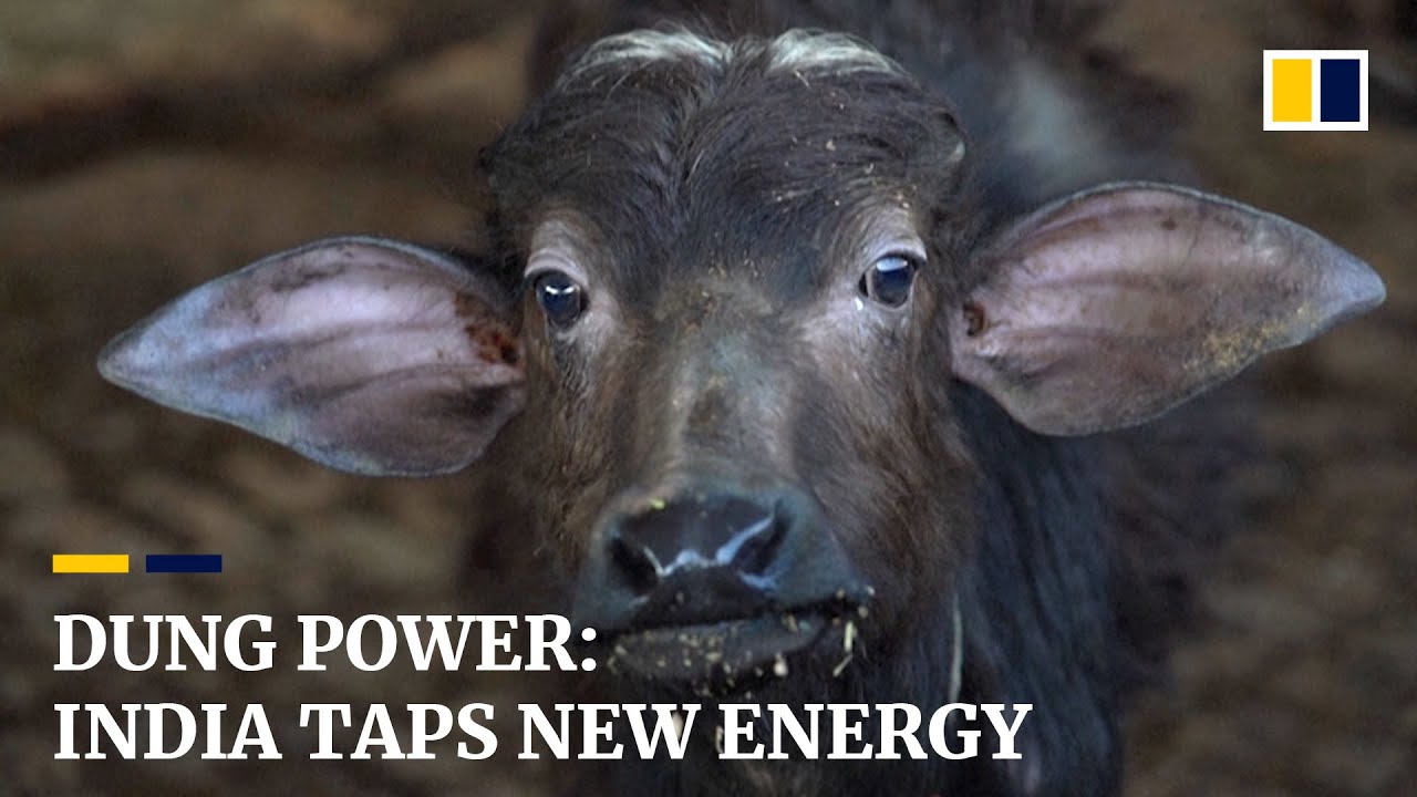 Dung power: India taps new energy from cow manure - The Global Herald