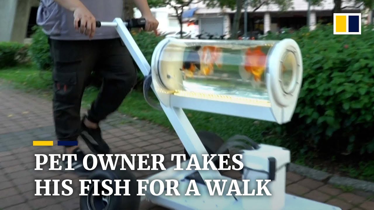 Taiwanese man builds a ‘fish stroller’ so aquatic pets can explore ...