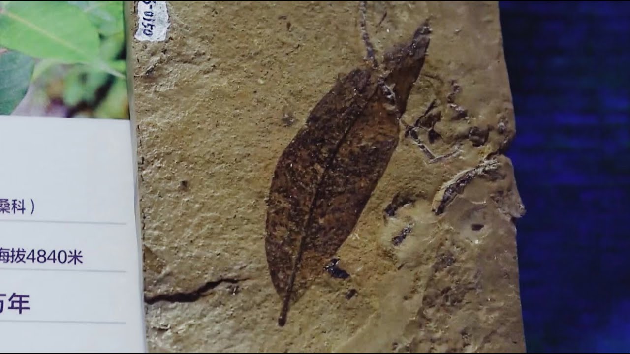 15-million-year-old leaf fossils found in Himalayas - The Global Herald