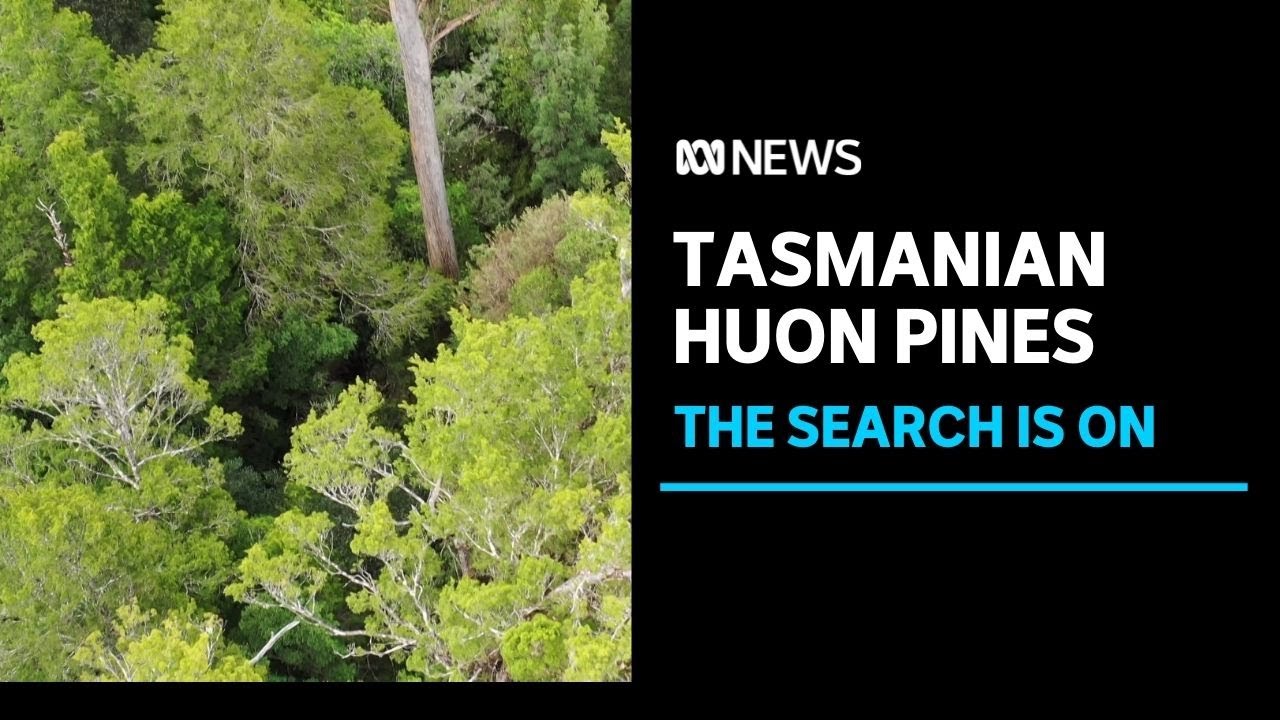 How drones are helping to map Huon pines, Tasmania's ancient giant ...