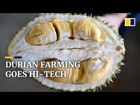 Malaysian durian plantation goes hi-tech to maximise production - The ...