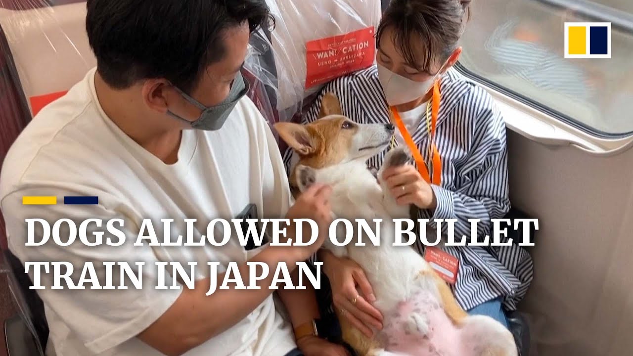 Dogs ride the rails with owners on scenic bullet train journey in Japan ...