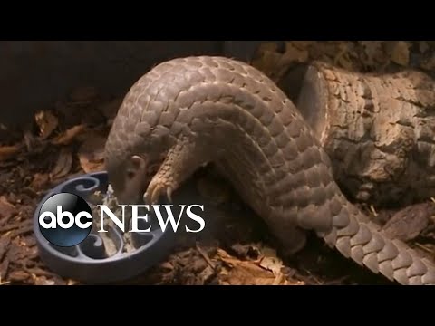 Pangolins introduced at zoo in Prague - The Global Herald