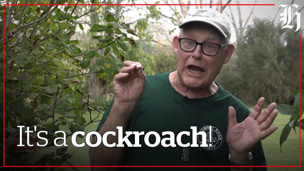 Hawke's Bay, you need to learn to love the Gisborne cockroach | Local ...