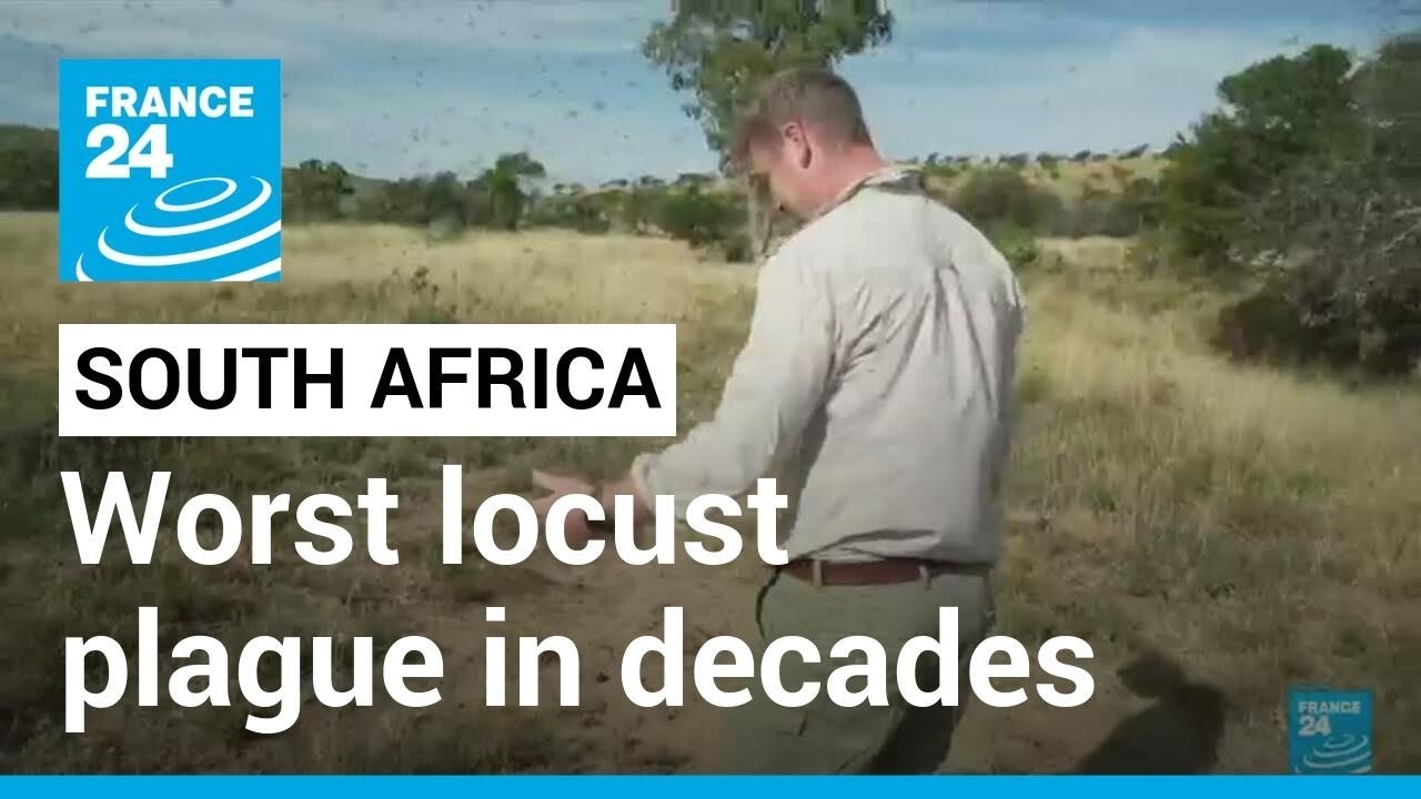 South Africa locusts: Farmers battling worst plague in decades • FRANCE ...