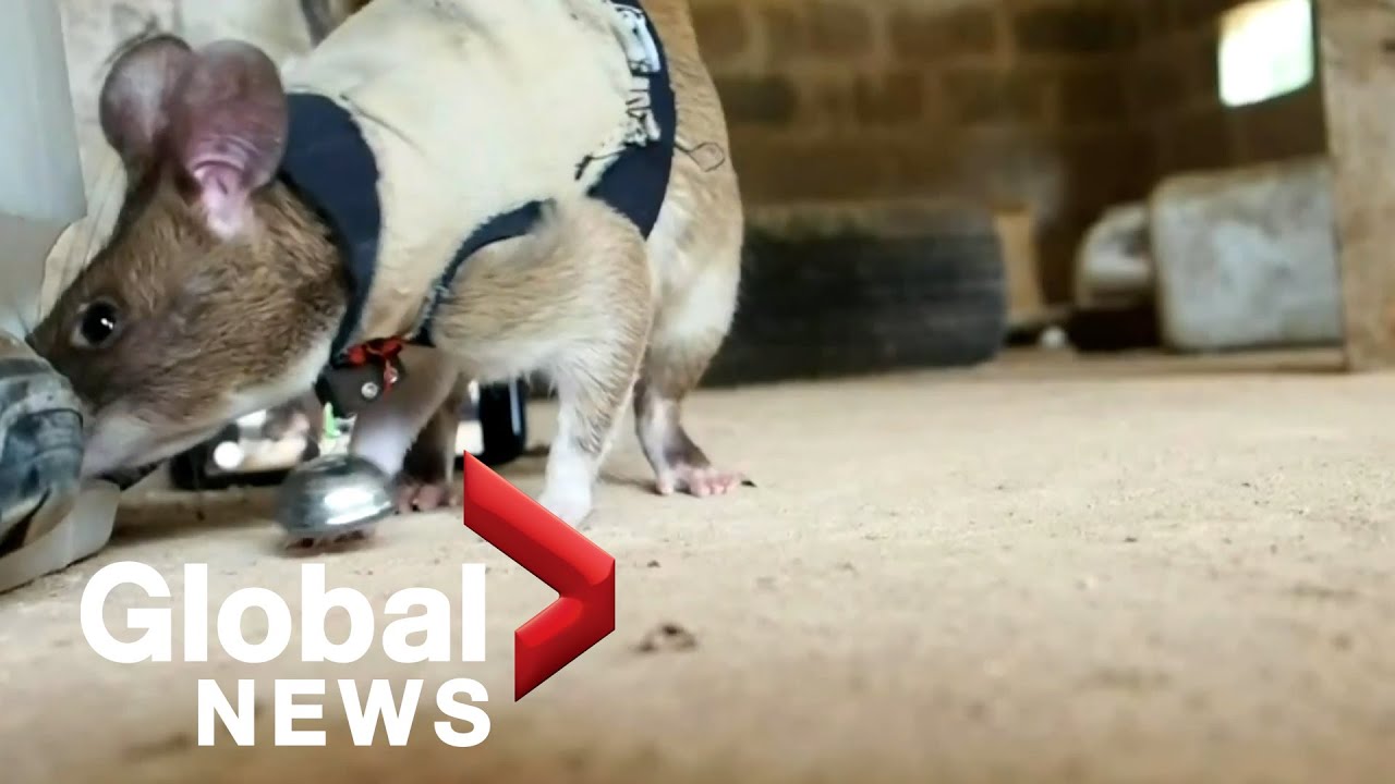 Rats: The future of search and rescue? - The Global Herald