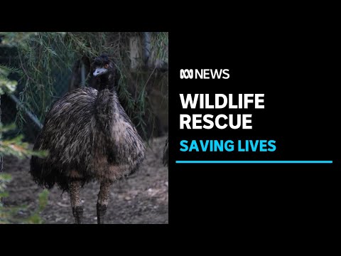 Behind the plan to save more of Western Australia's injured native ...