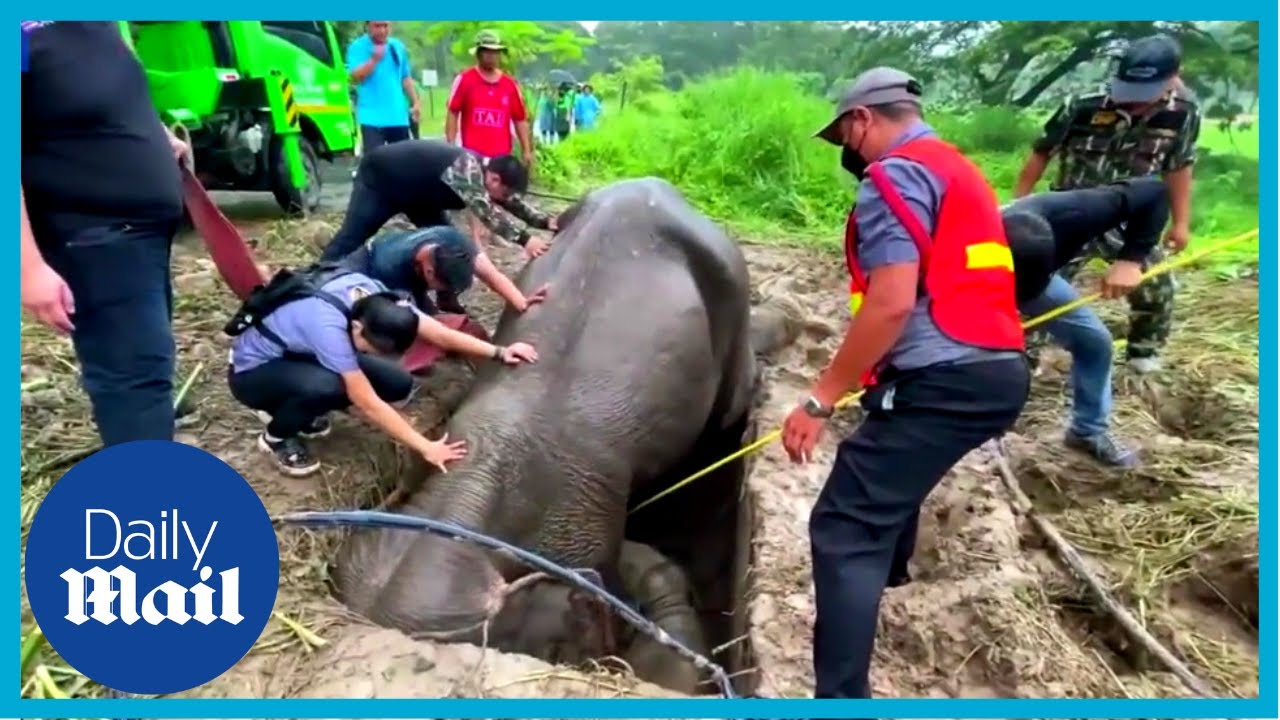 Mother elephant rescued by vets and given CPR as baby watches - The ...