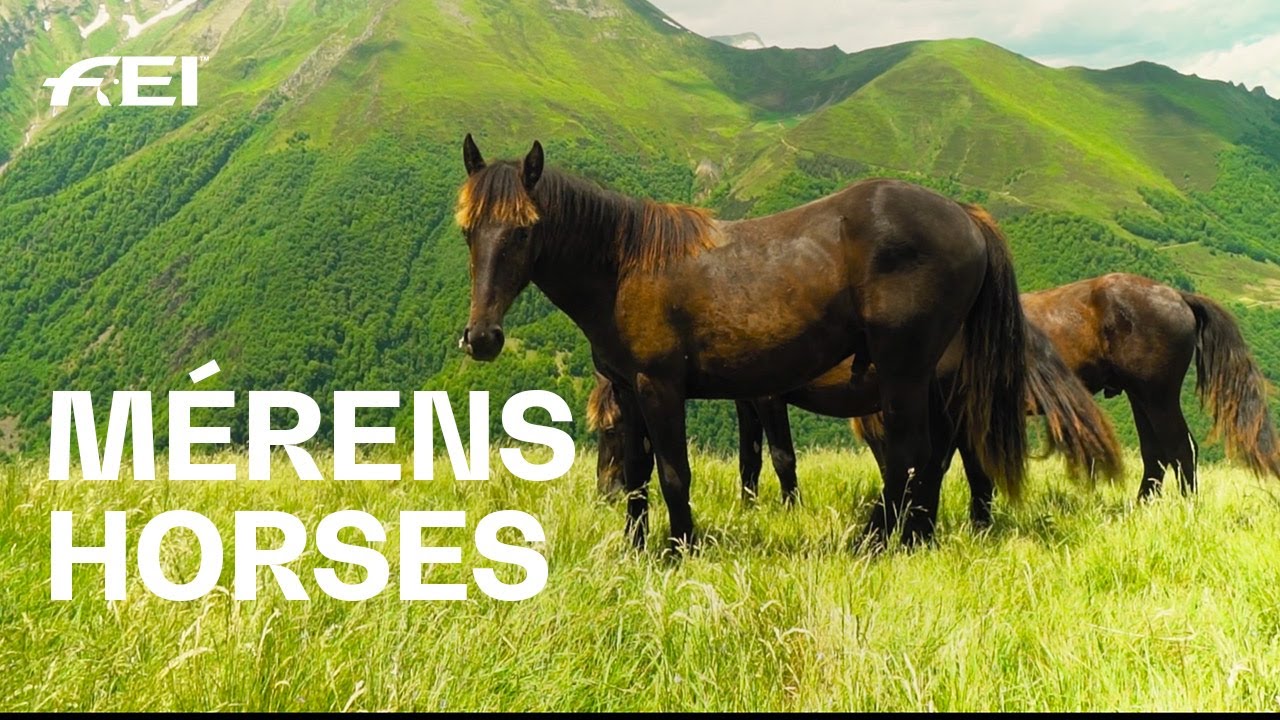 Transhumance in the Pyrenees mountains | RIDE - The Global Herald