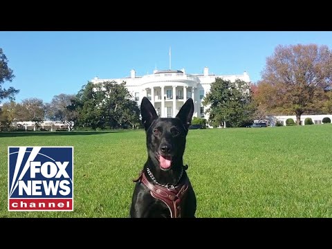 Nonprofit gives free veterinary care to retired police dogs - The ...