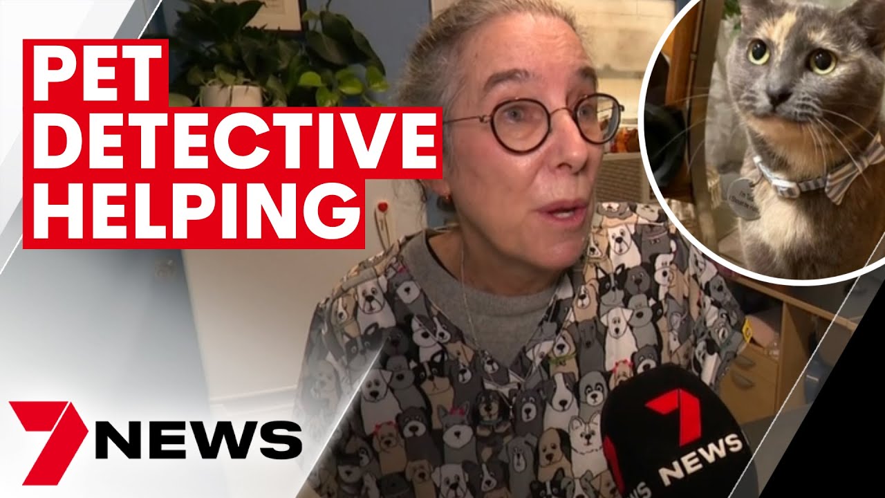 Tara the cat given to the wrong owner by a Bondi Junction vet | 7NEWS ...