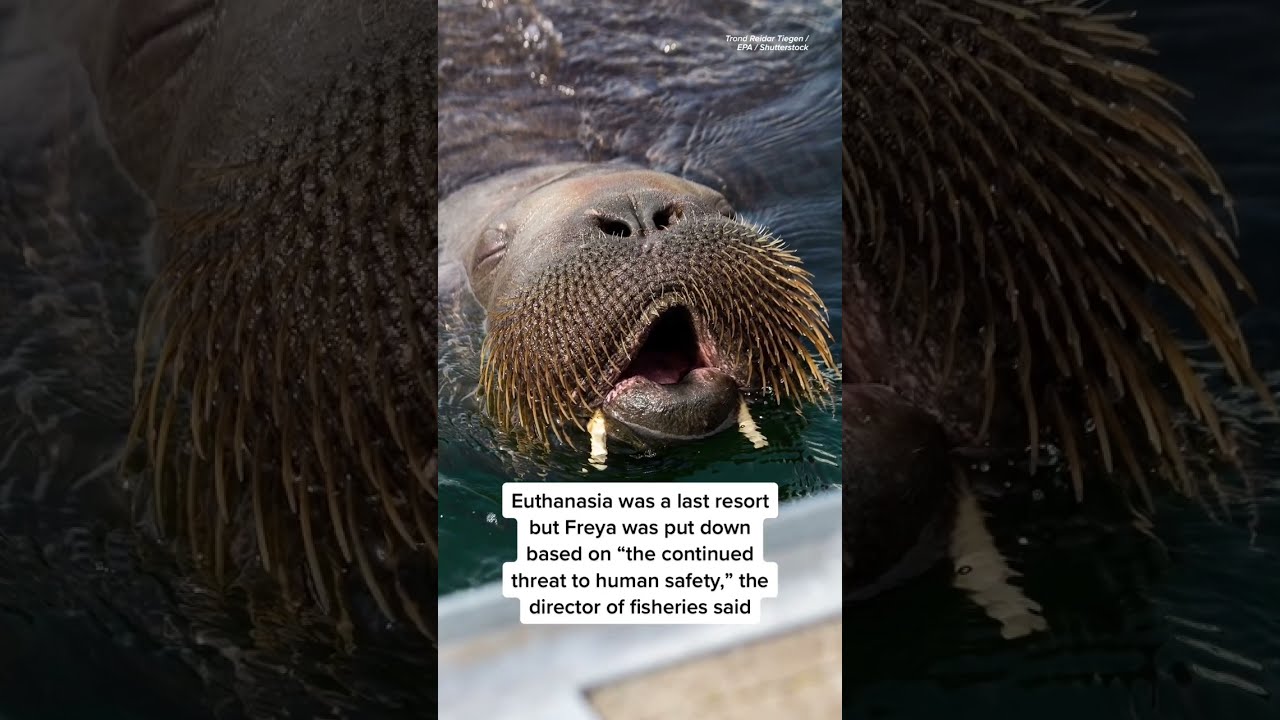 Norway Euthanizes #Freya, The 1,300-Pound Walrus Who Rose To Fame For ...