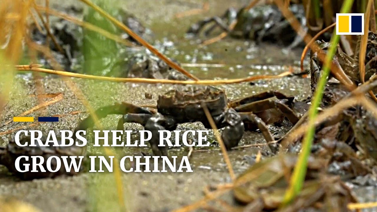River crabs enrich rice fields in northeast China - The Global Herald