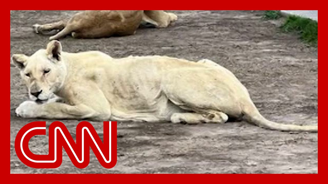 Videos of emaciated lion leads to raid on animal sanctuary - The Global ...
