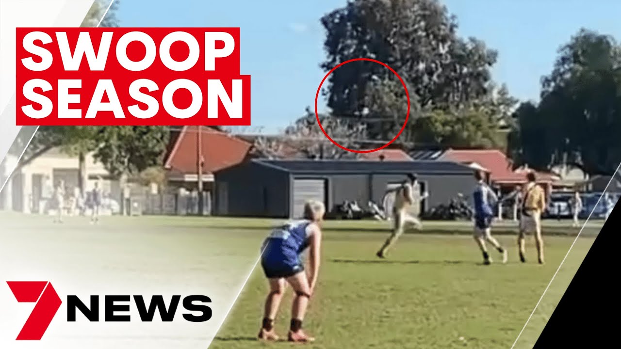 Caught on camera: Angry magpie swoops young kids playing footy in ...